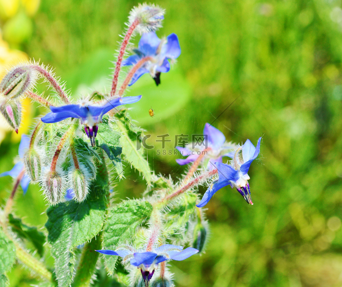 琉璃苣（Borago Officinalis）。高清摄影大图-千库网