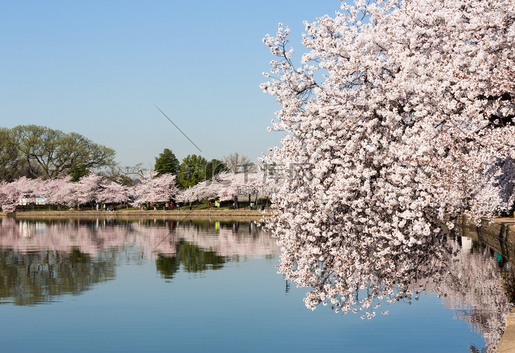 游人漫步樱花高清摄影大图-千库网