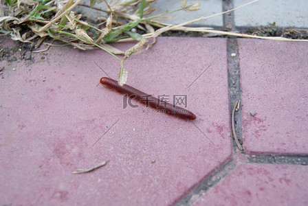 一个bug高清摄影大图-千库网