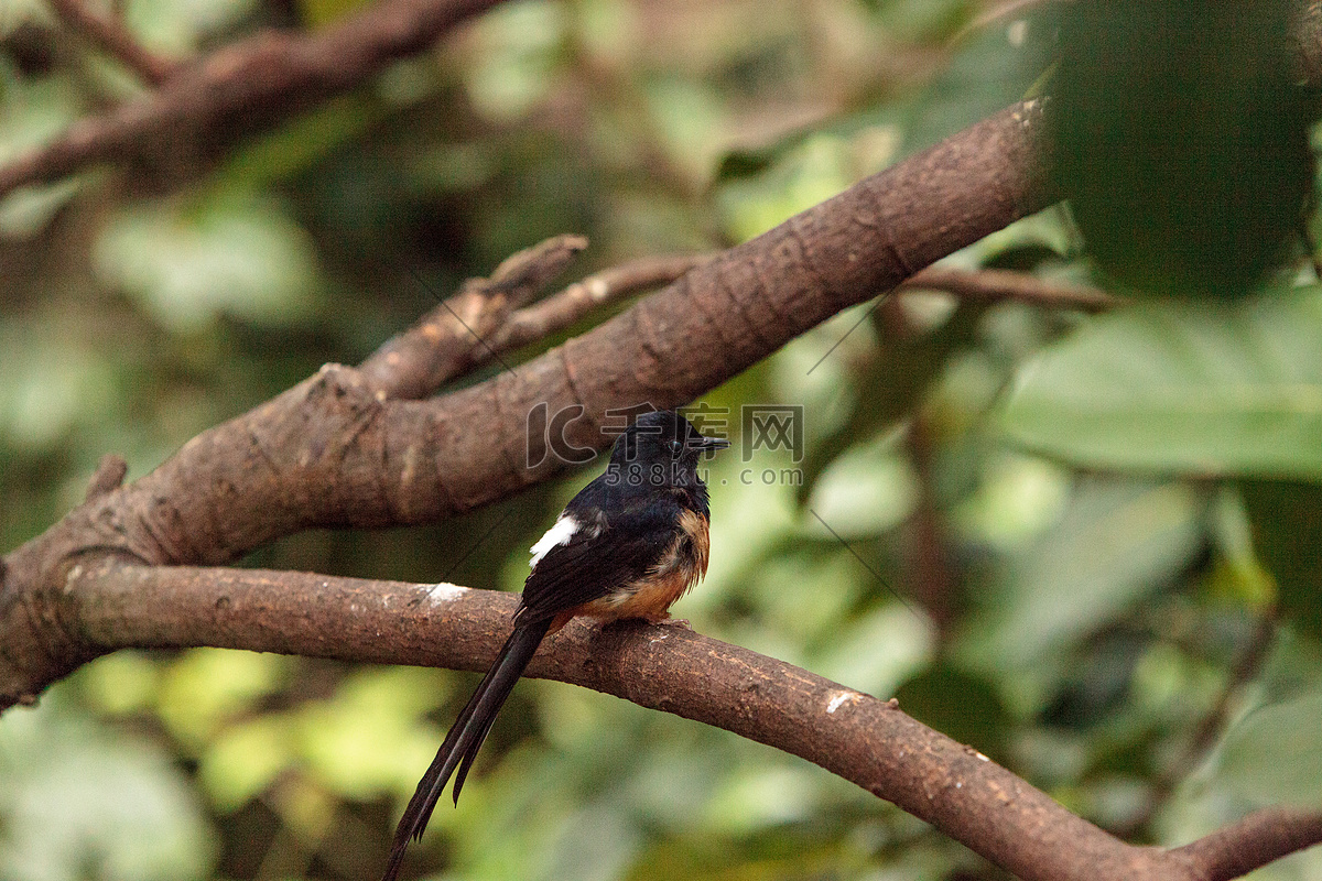 白冠知更鸟是一种科学上称为 Cossy 的鸟高清摄影大图-千库网