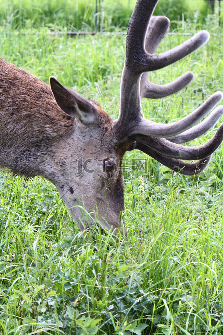 红鹿雄鹿 (Cervas elaphus)高清摄影大图-千库网