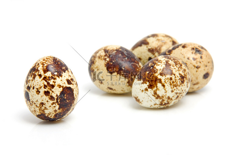 peewit 鸟的一些蛋高清摄影大图-千库网