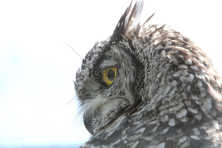 斑点鹰鸮 Bubo africanus高清摄影大图-千库网