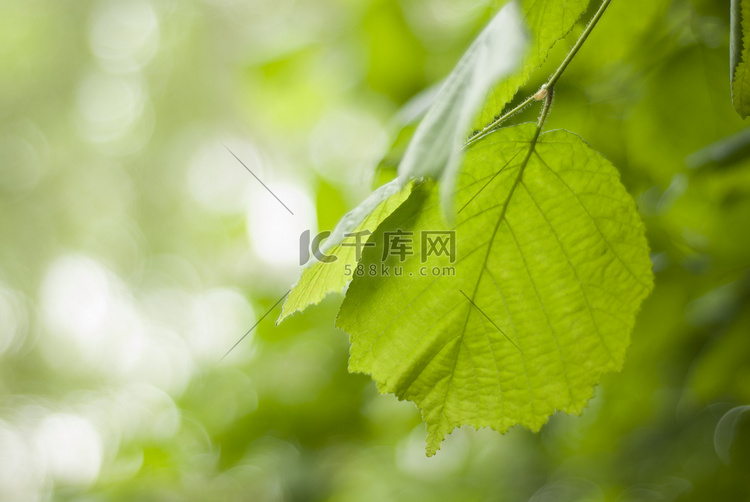 DSC_0157-june-012-榛叶高清摄影大图-千库网