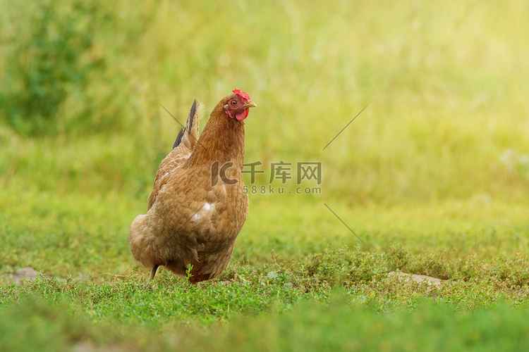 小鸡在草地上跑高清摄影大图-千库网