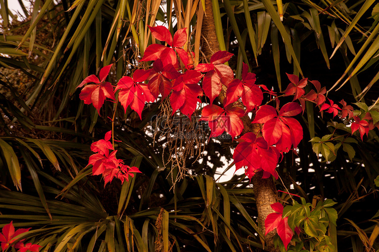 弗吉尼亚爬山虎 (Parthenocissus quinquefolia)高清摄影大图-千库网