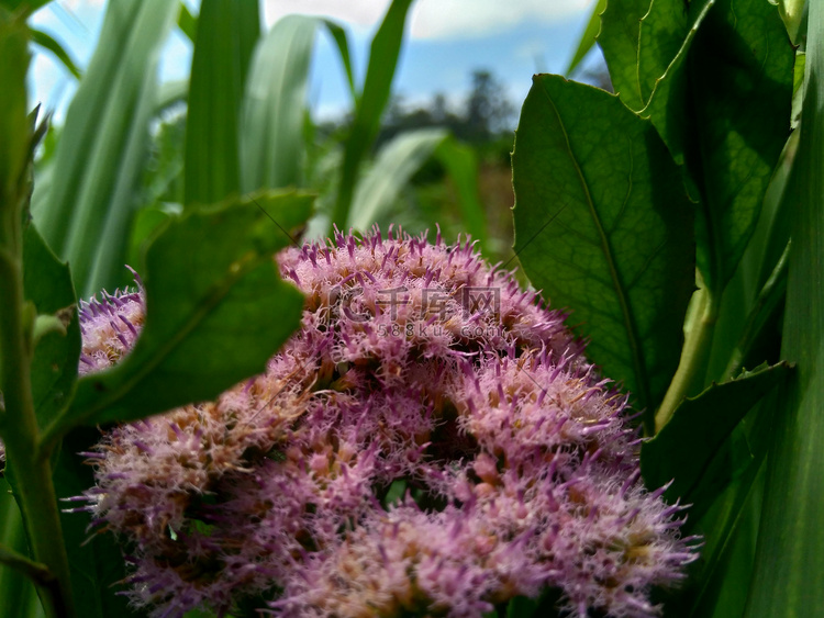 Pluchea indica (Indian camphorweed, Indian flebane, Indian pluchea ...