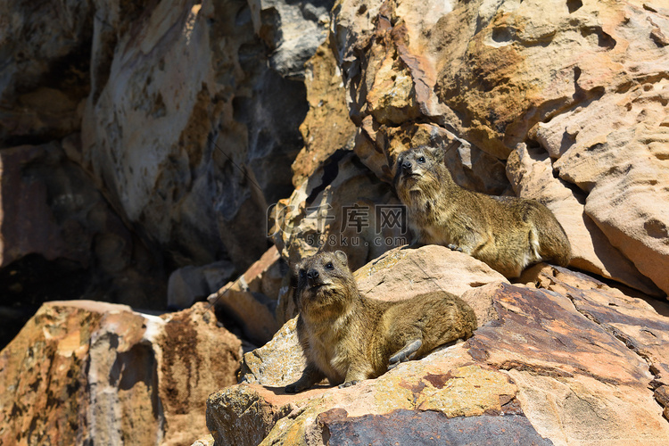 望远方的岩蹄兔 (Procavia capensis)高清摄影大图-千库网