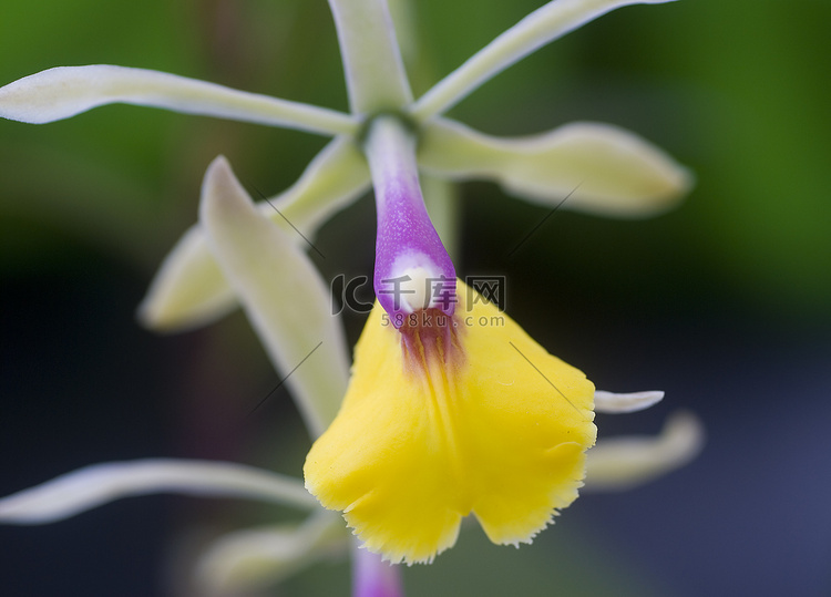 粉黄色 Epicattleya Rene Marques Flame Thrower Orchid 花高清摄影大图-千库网