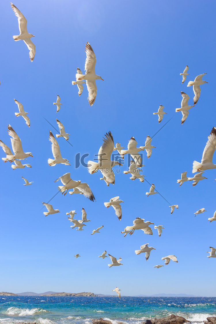 一群飞翔的海鸥高清摄影大图-千库网