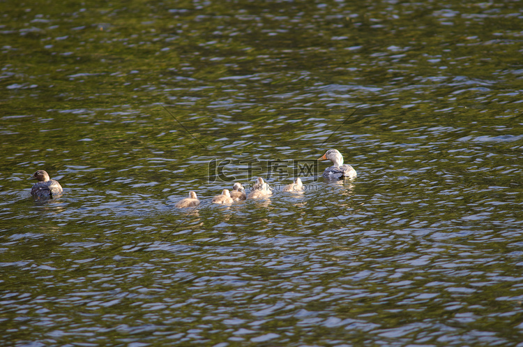 飞蒸鸭 Tachyeres patachonicus 的家庭。高清摄影大图-千库网