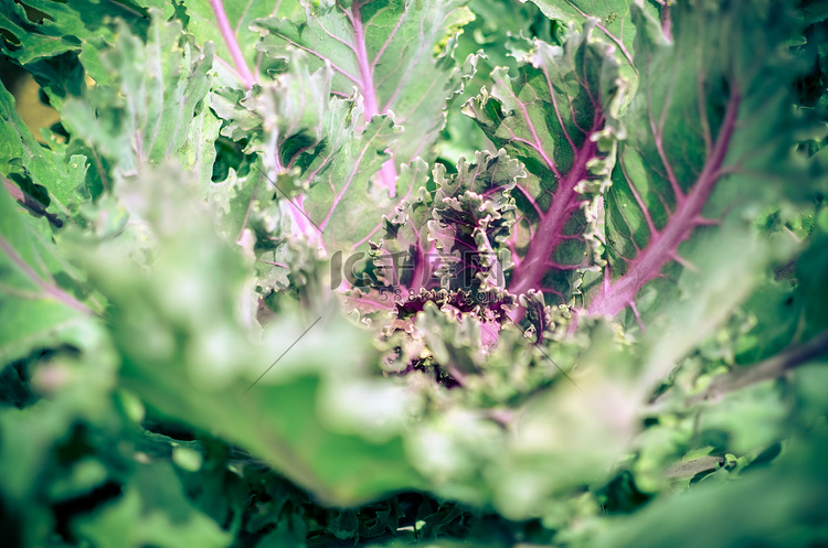 装饰性卷心菜甘蓝，甘蓝变种蔬菜叶子。高清摄影大图-千库网