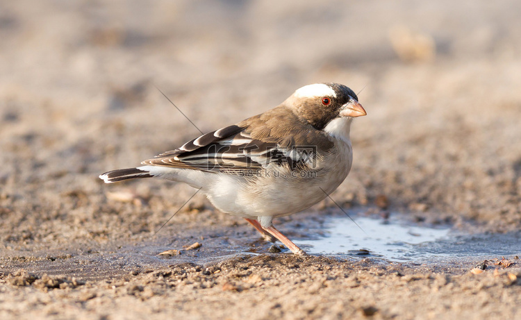 白眉织布工 (Plocepasser mahali)高清摄影大图-千库网