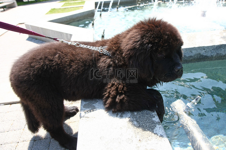 纽芬兰犬高清摄影大图-千库网