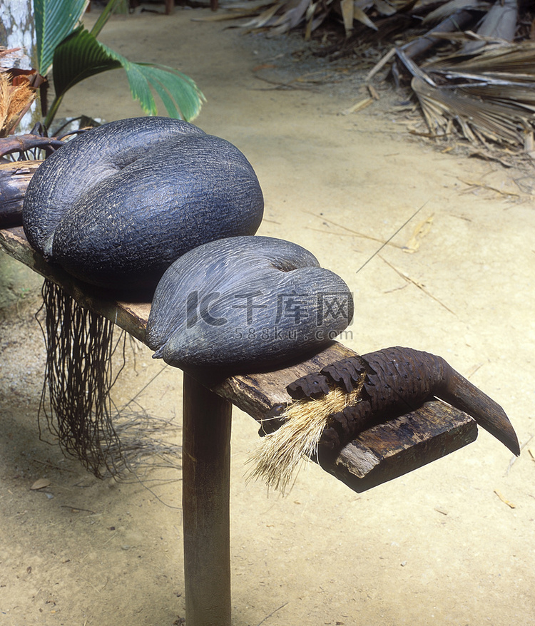 coco-de-mer, Vallee de Mai, 普拉兰岛, 塞舌尔高清摄影大图-千库网