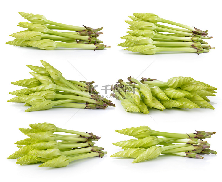 白色背景上的 Moonflower 集高清摄影大图-千库网