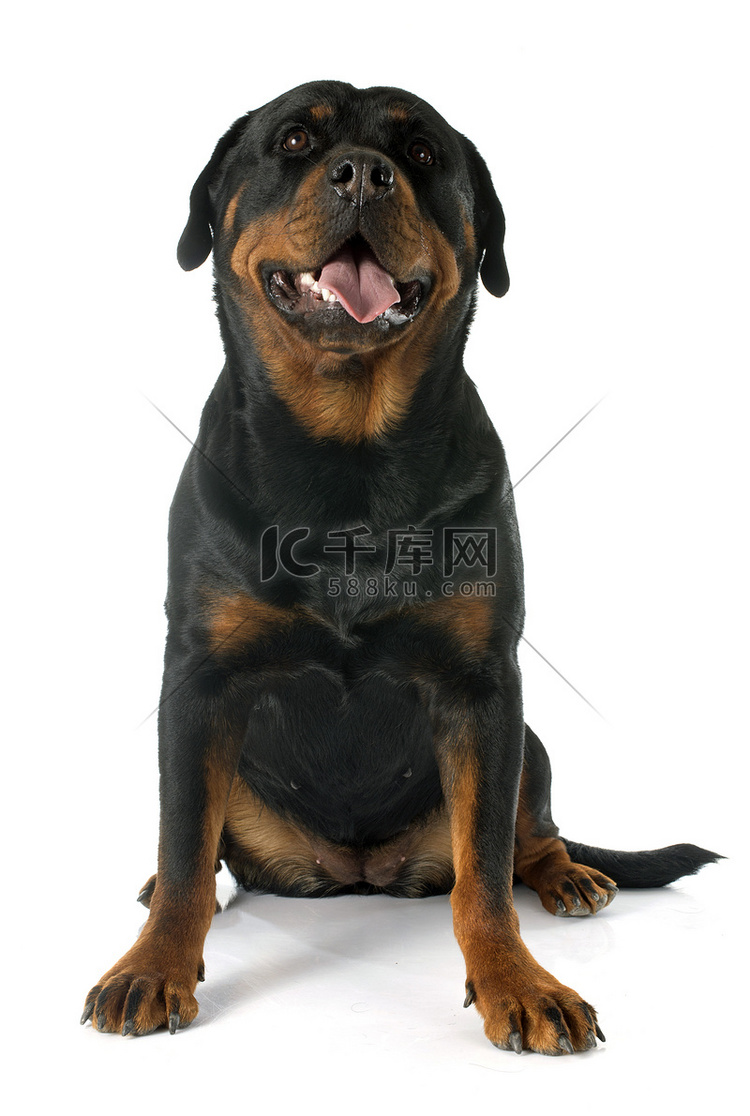 罗威纳犬高清摄影大图-千库网