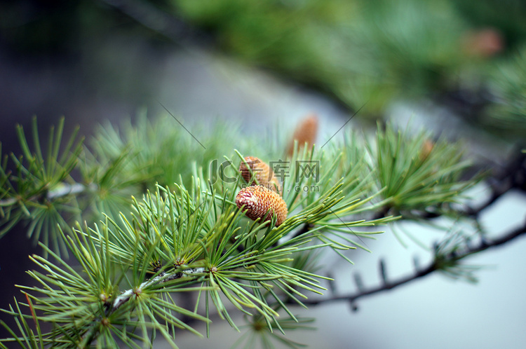 欧洲落叶松 (Larix decidua) 春季的幼枝高清摄影大图-千库网