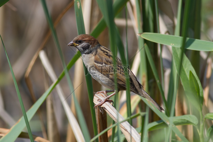 树麻雀，Passer montanus高清摄影大图-千库网