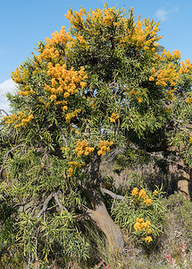 Nuytsia floribunda，菲茨杰拉德河国家公园，西澳大利亚高清摄影大图-千库网
