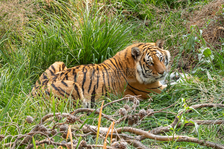 老虎，Panthera tigris，最大的猫科动物高清摄影大图-千库网