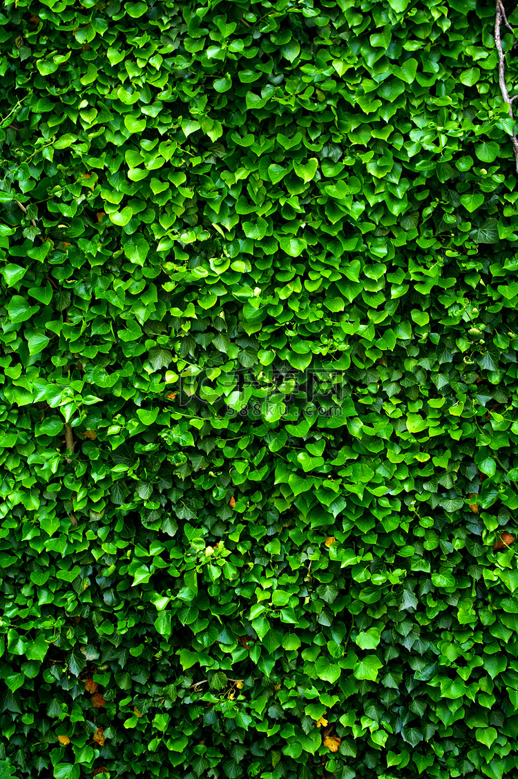 常春藤叶子的绿色墙壁高清摄影大图-千库网