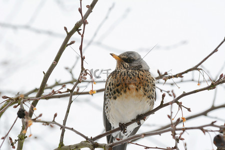 有斑点羽毛的 Fieldfare 坐在树枝上高清摄影大图-千库网