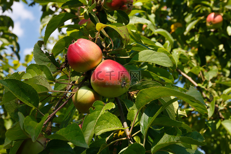 Apple, Rheinischer Winterrambur, Rambour dhiver du Rhin, Winter Rambo ...