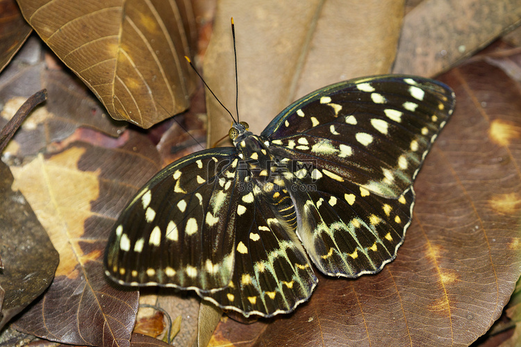Common Archduke Butterfly(female) (Lexias pardalis dirt) 图像高清摄影大图-千库网