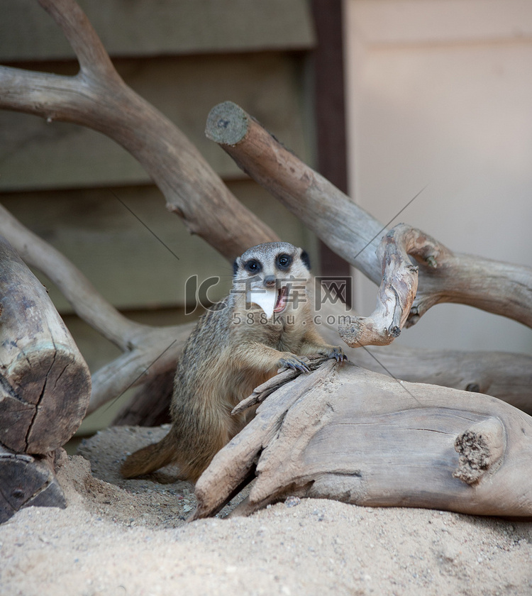 苏里卡塔 (Suricata suricatta)高清摄影大图-千库网