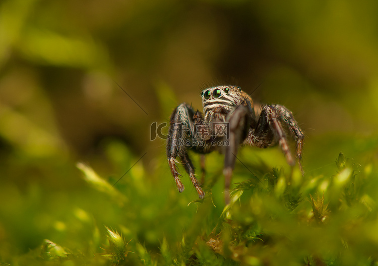 Evarcha - 跳蛛高清摄影大图-千库网