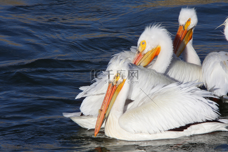 QuAppelle 河中的白鹈鹕高清摄影大图-千库网