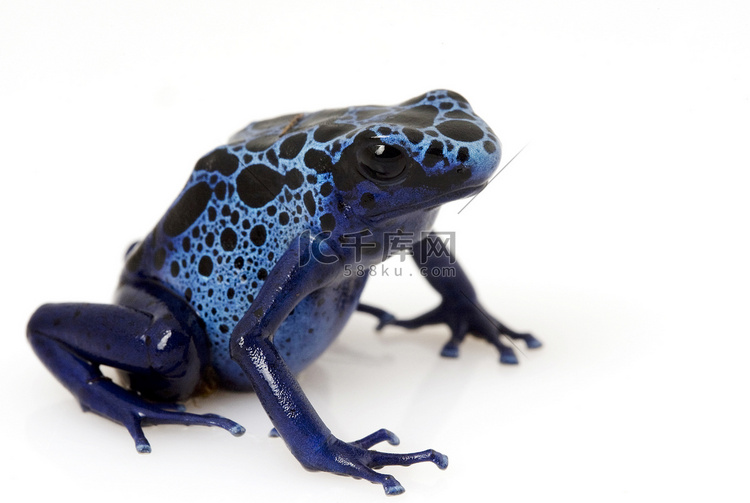 蓝毒箭蛙 (Dendrobates azureus)高清摄影大图-千库网