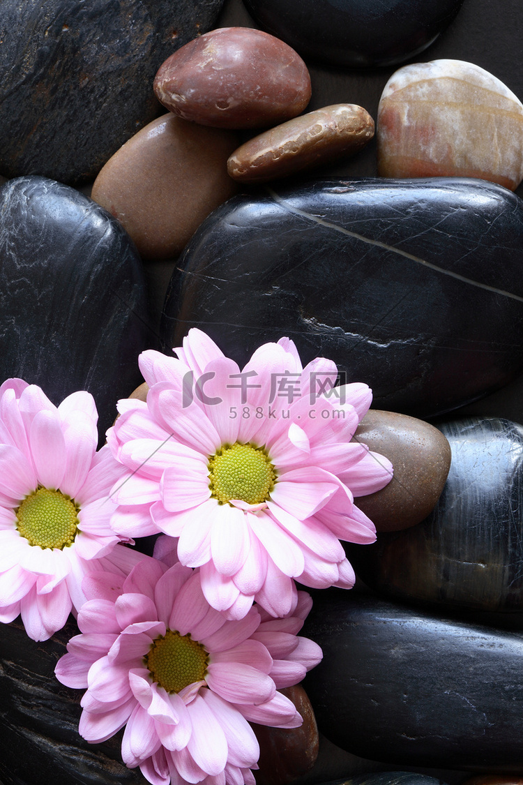 石头上的花高清摄影大图-千库网