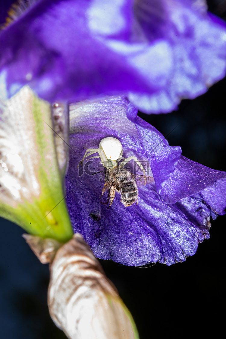 一只白蟹蜘蛛在蓝色胡须虹膜上捕食蜜蜂的宏观特写，Iris Barbata高清摄影大图-千库网