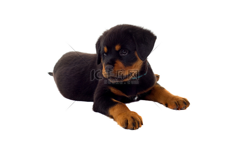 罗威纳犬高清摄影大图-千库网