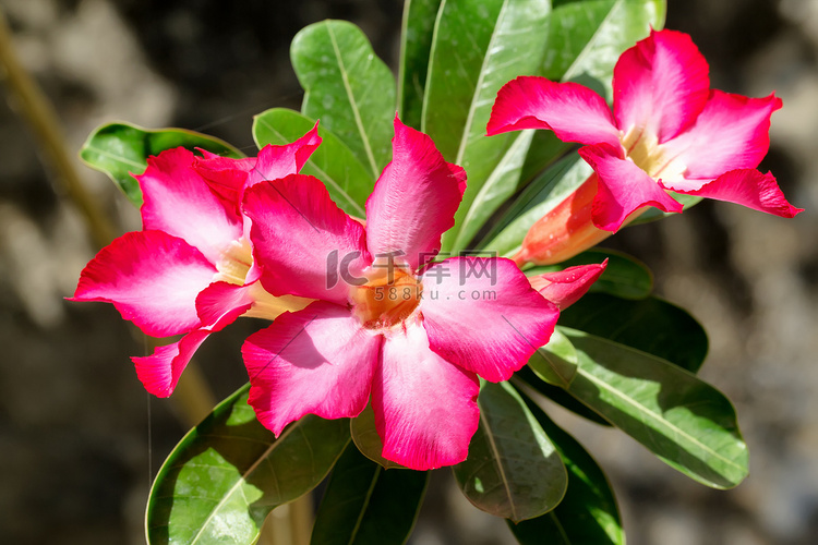 美丽的红色 Adenium 花高清摄影大图-千库网