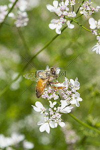 西方蜜蜂或欧洲蜜蜂 (Apis mellifera) 在 gard高清摄影大图-千库网