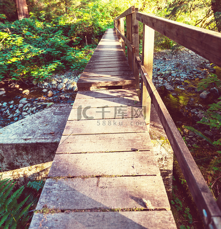 森林中的木板路高清摄影大图-千库网
