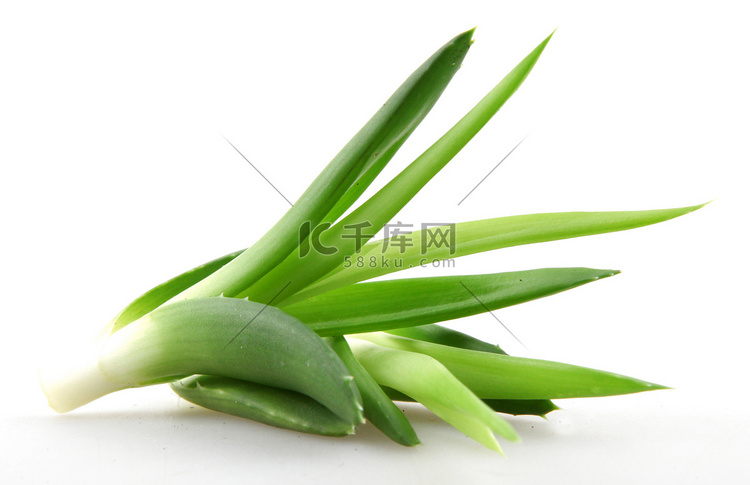 孤立在白色的芦荟植物高清摄影大图-千库网