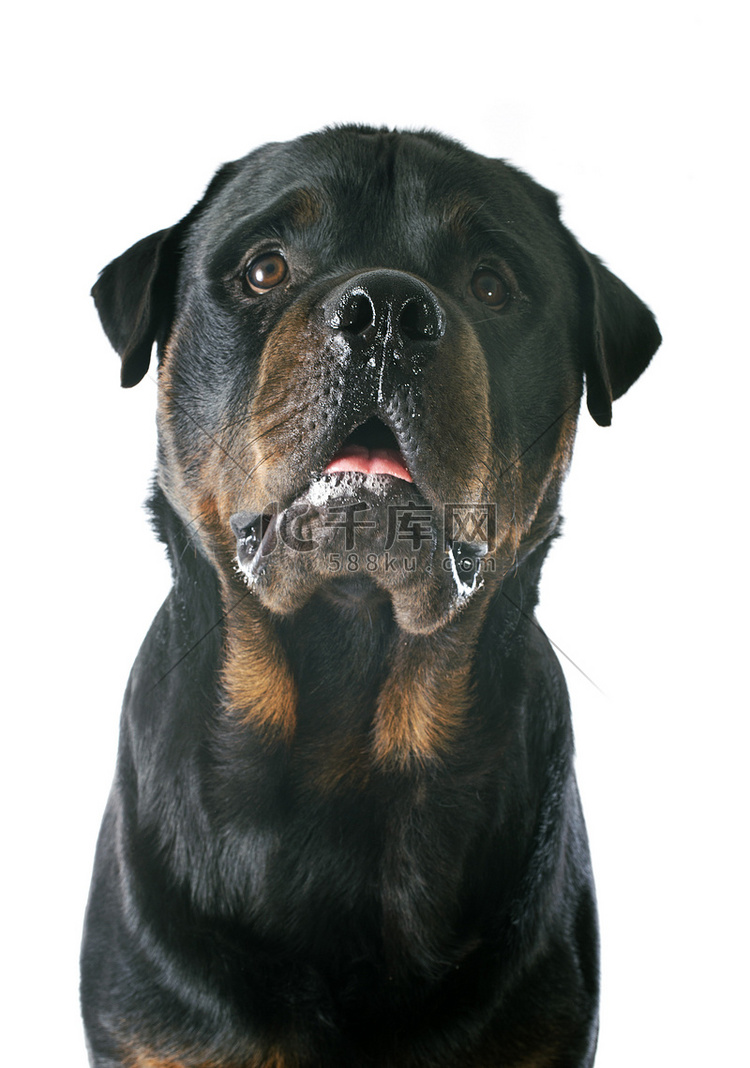 罗威纳犬高清摄影大图-千库网