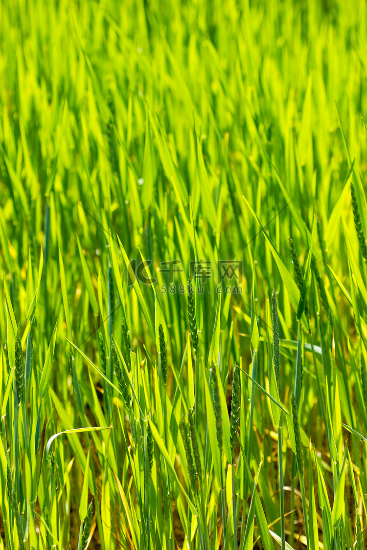 草的特写高清摄影大图-千库网