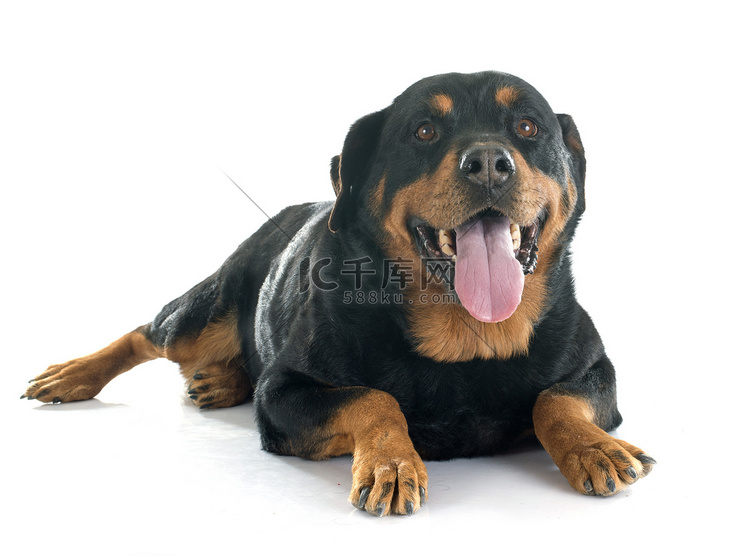 罗威纳犬高清摄影大图-千库网