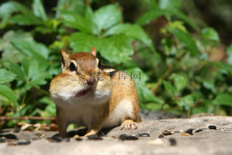 东方花栗鼠高清摄影大图-千库网