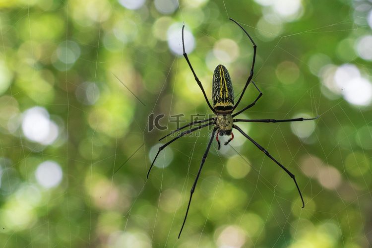 Spider Nephila Maculata 的图像，Gaint Long-jawed Orb-weaver 在高清摄影大图-千库网