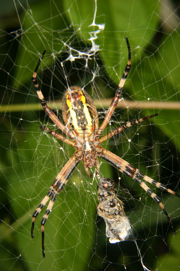 黄蜂蜘蛛 (Argiope bruennichi)高清摄影大图-千库网