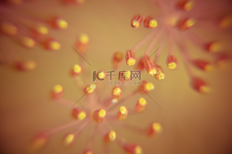 莳萝花特写上的虫子高清摄影大图-千库网