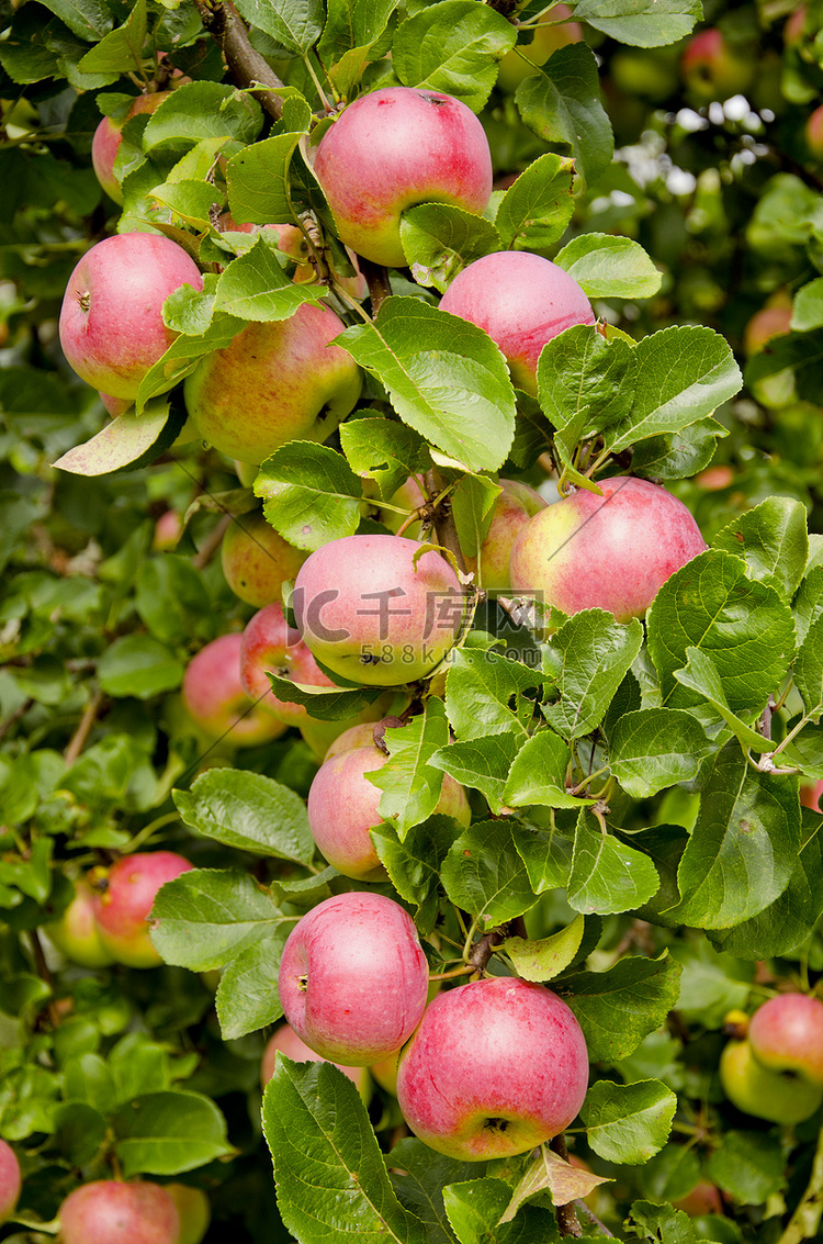 苹果树上的苹果高清摄影大图-千库网