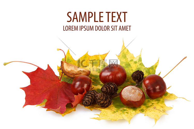 五颜六色的秋天叶子栗子和锥体在白色高清摄影大图-千库网