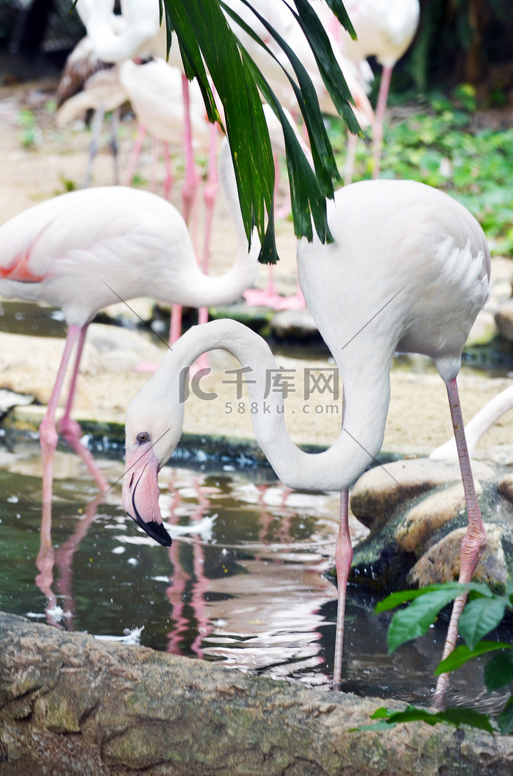 火烈鸟 (Phoenicopterus ruber)高清摄影大图-千库网